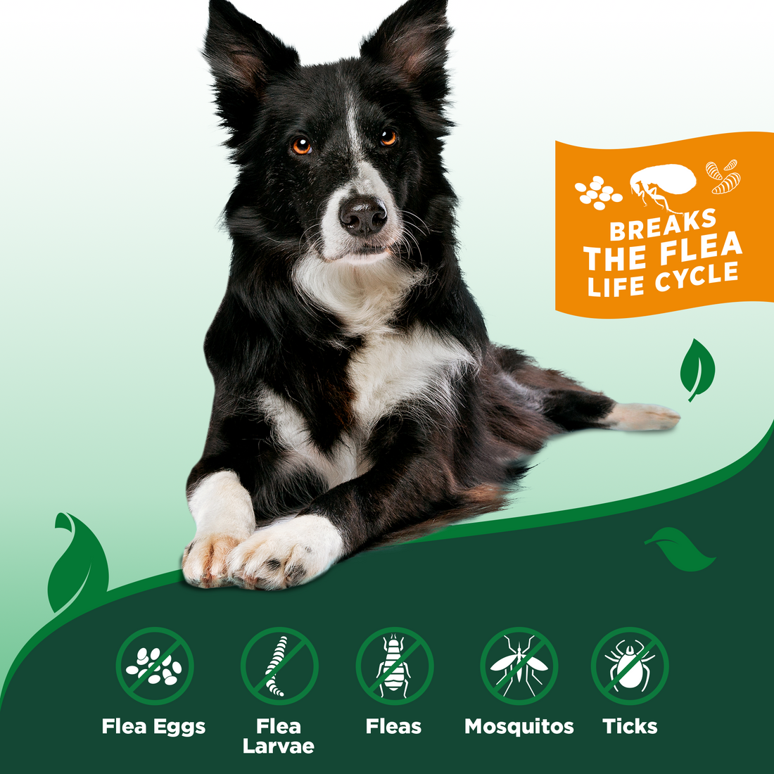 Dog Flea & Tick Home Spray - Peppermint Scented | Vet's Best
